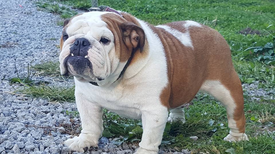 10 Useful Facts to Know About Bulldogs - Business Success Blog
